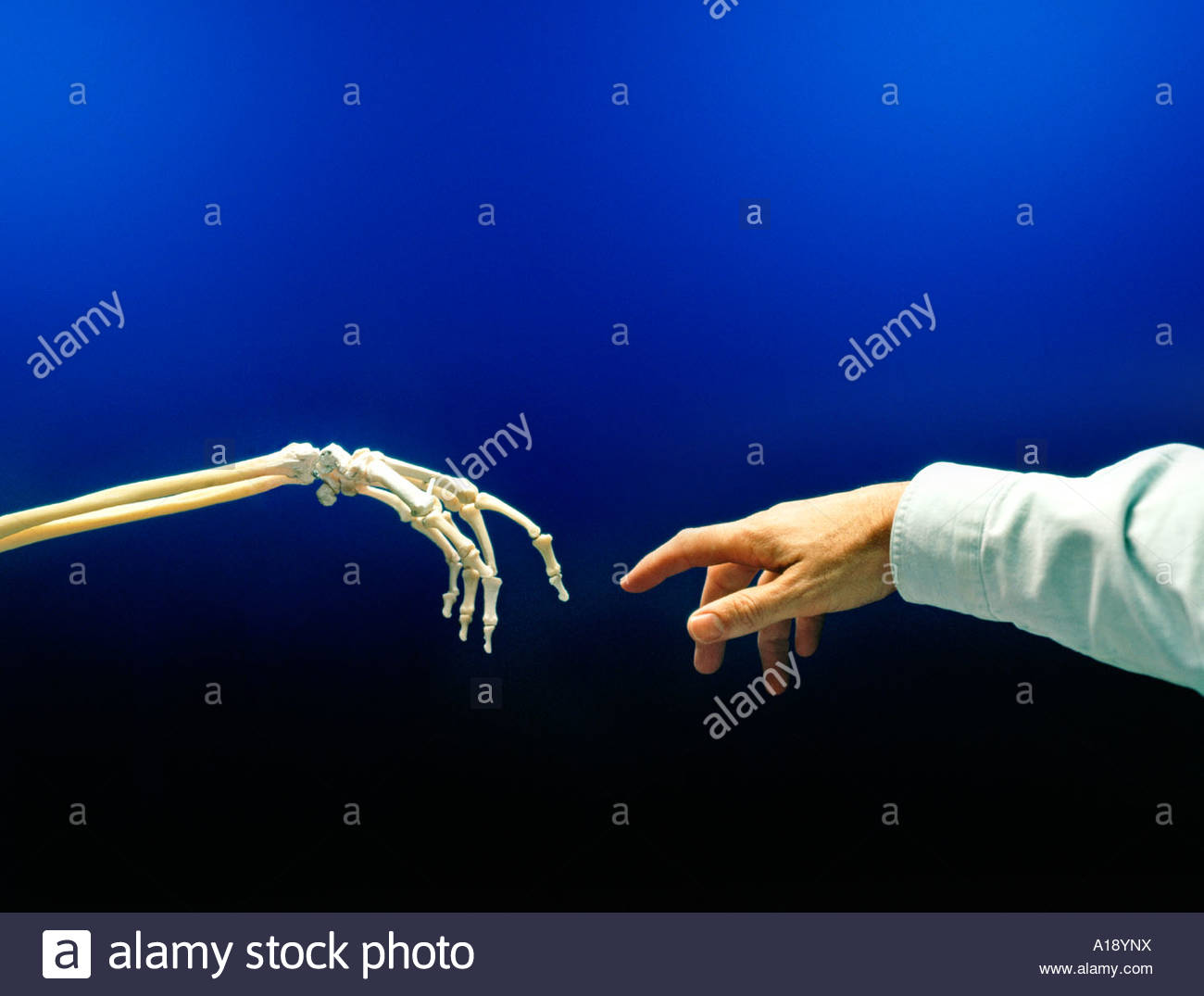 Skeleton Hand Pointing Stock Photos & Skeleton Hand Pointing Stock ... Skeleton Hand Pointing Stock Photos & Skeleton Hand Pointing Stock ...
