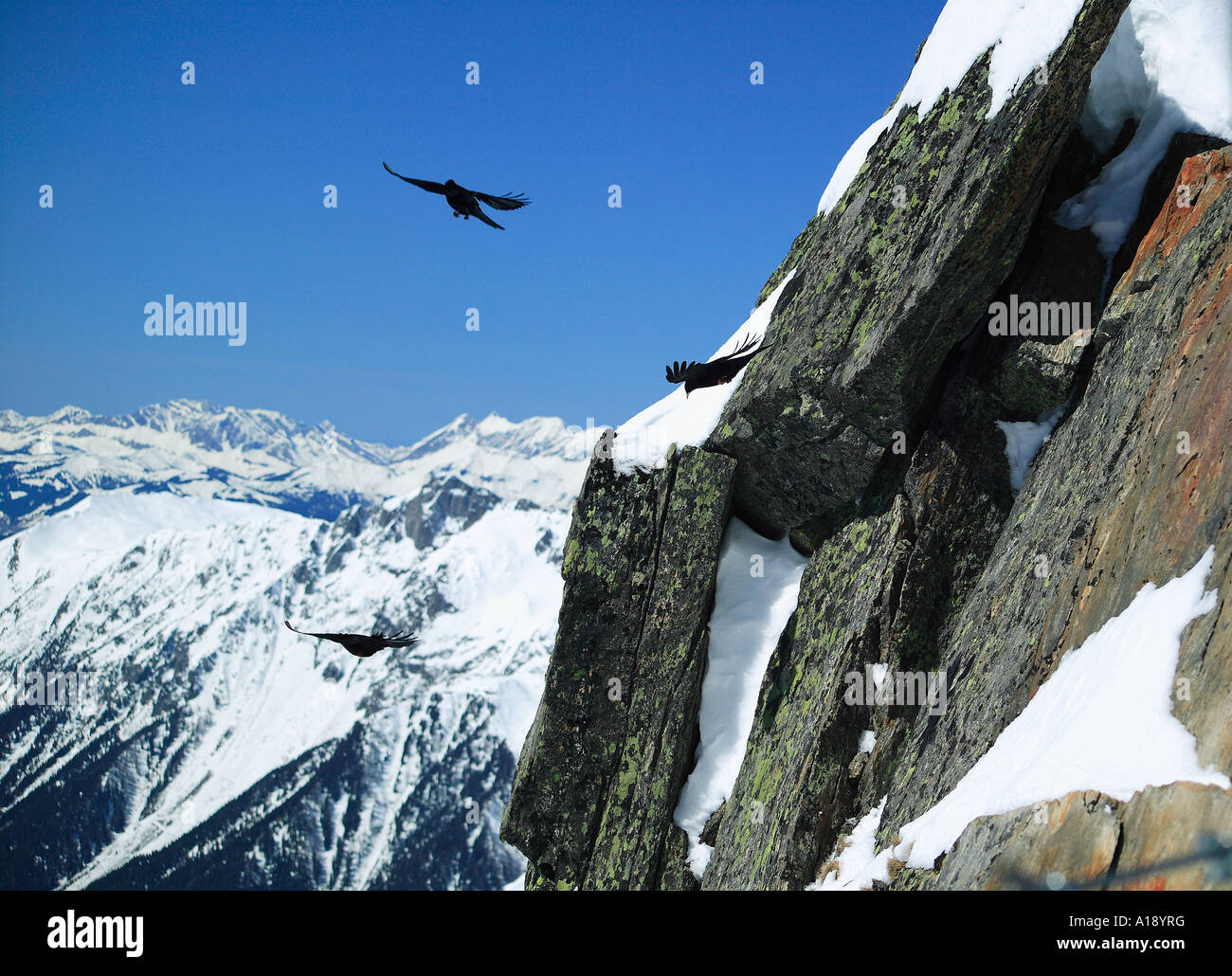 Chuffs hi-res stock photography and images - Alamy