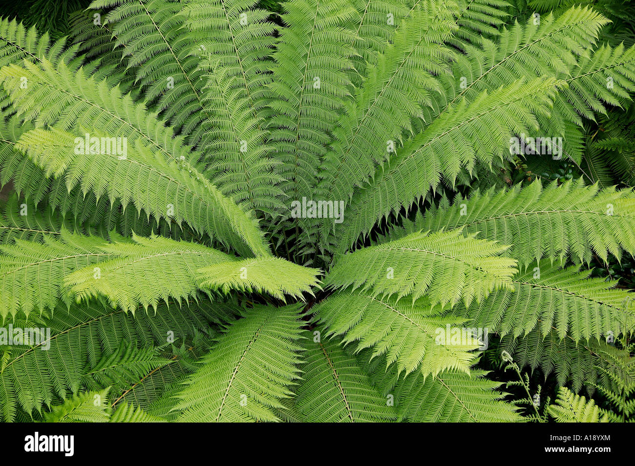 Arial view of plant hi-res stock photography and images - Alamy