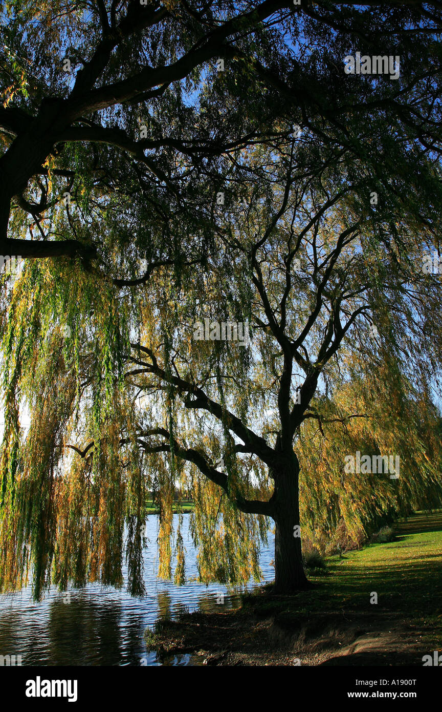 Windy willow trees hi-res stock photography and images - Alamy