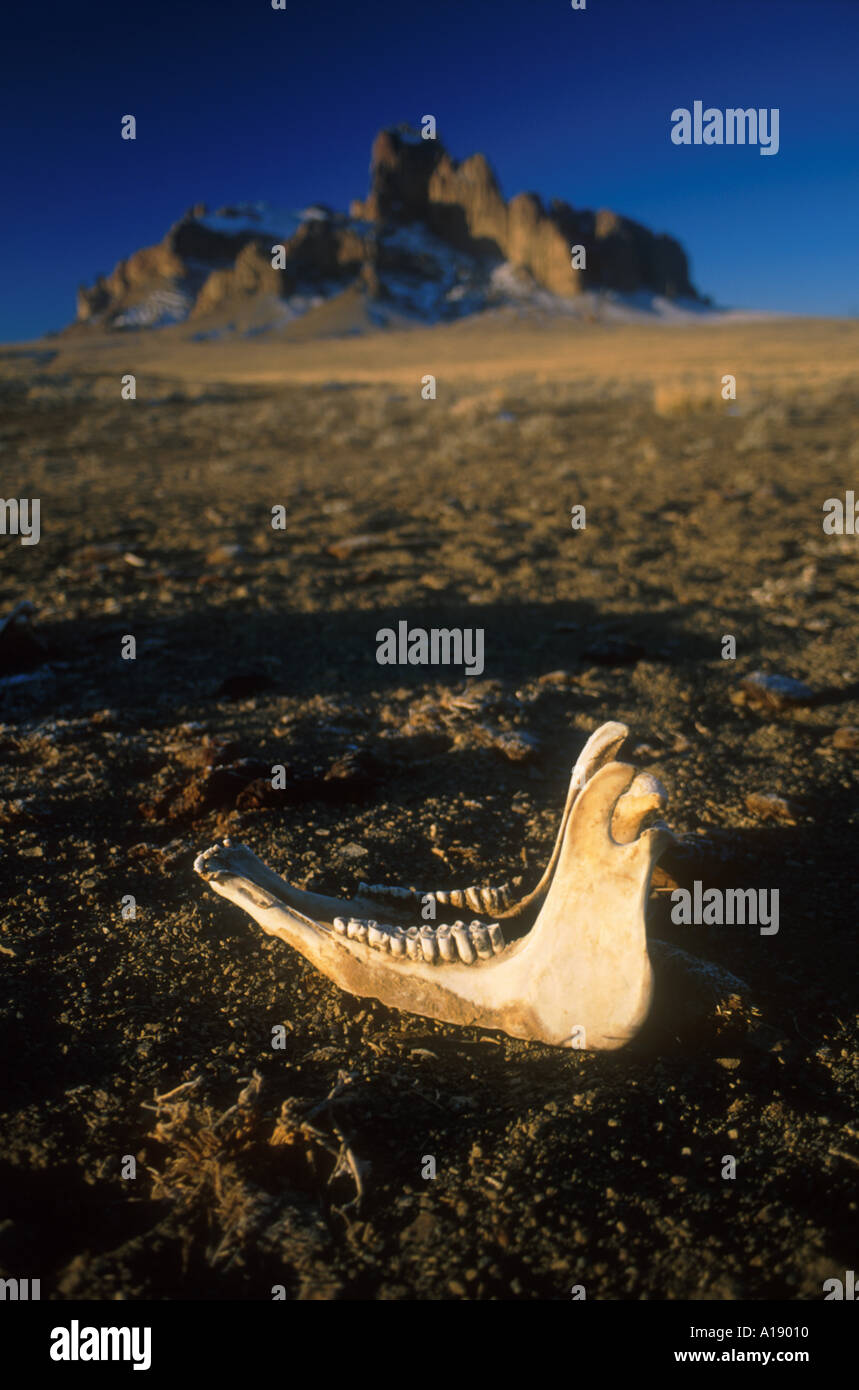 Cow jaw bone hi-res stock photography and images - Alamy