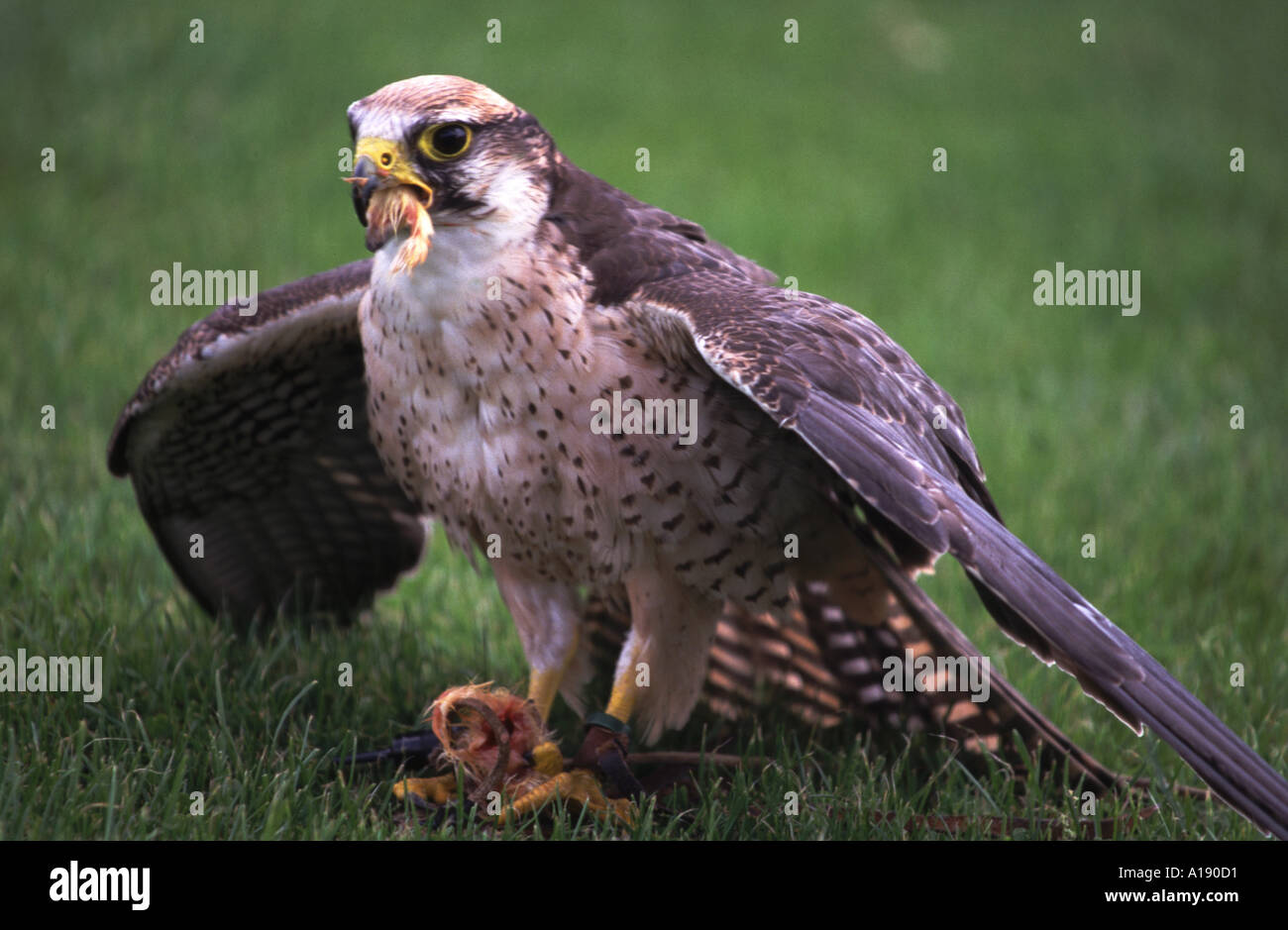 Deer mouse hawk hi-res stock photography and images - Alamy