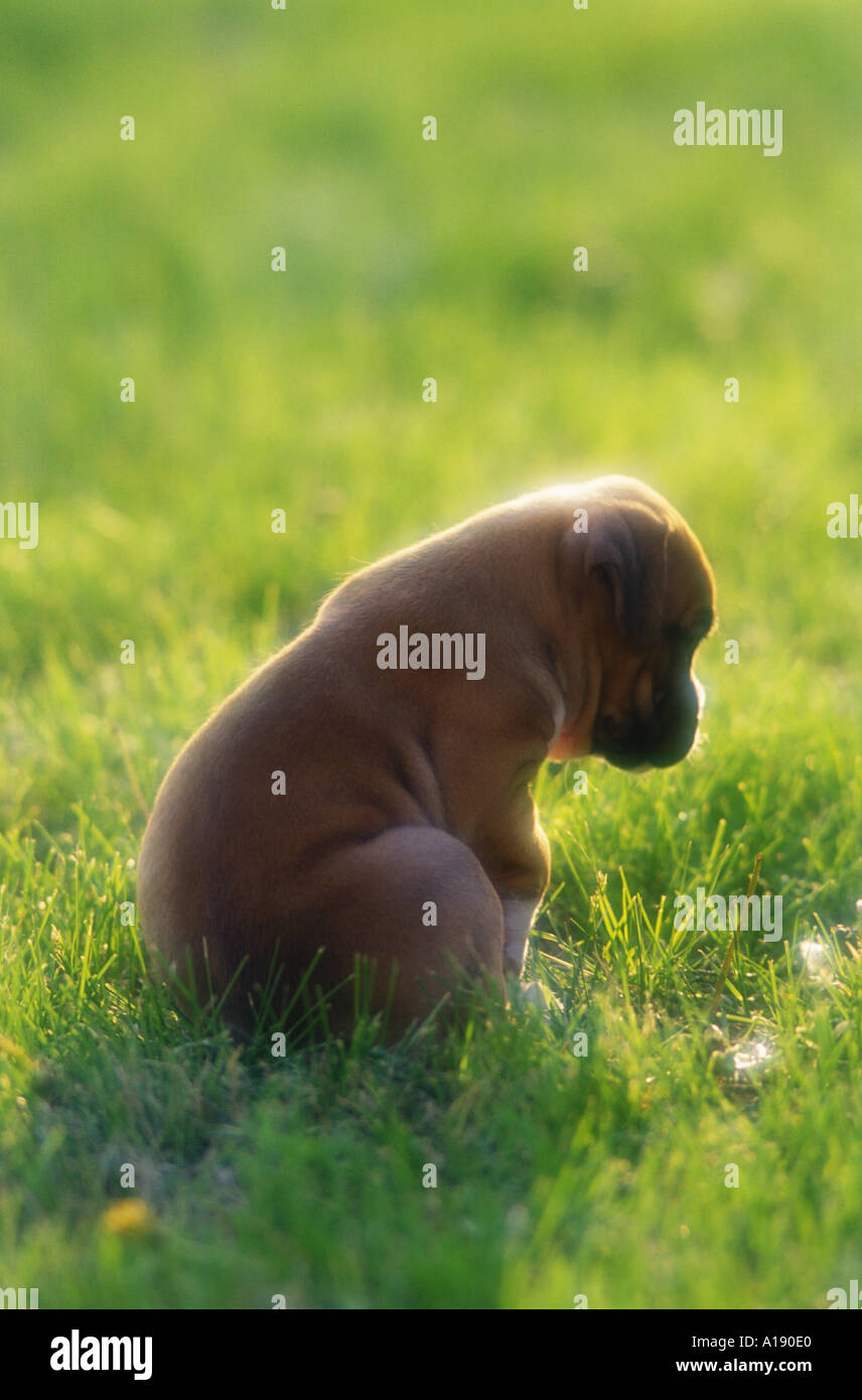Sad Puppy in Grass Stock Photo - Alamy
