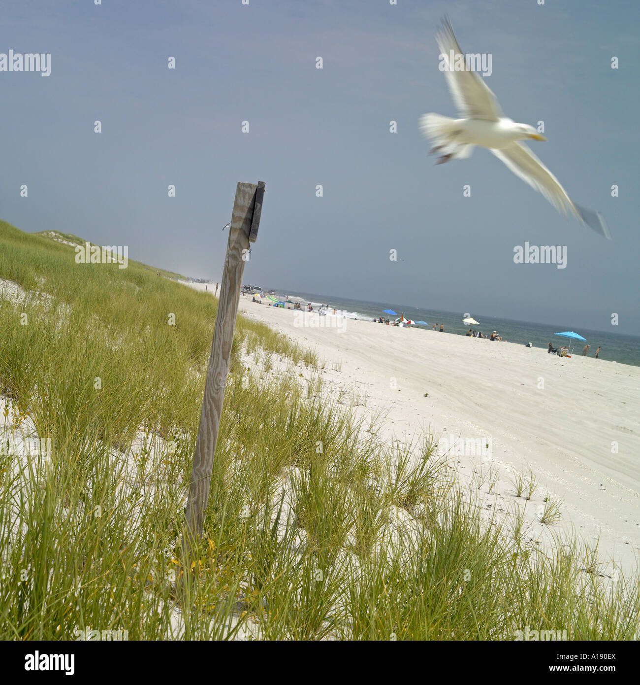 Seagull flying over the beach Stock Photo - Alamy