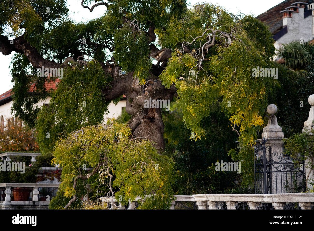 Old tree with beautifully twisted branches Stock Photo - Alamy