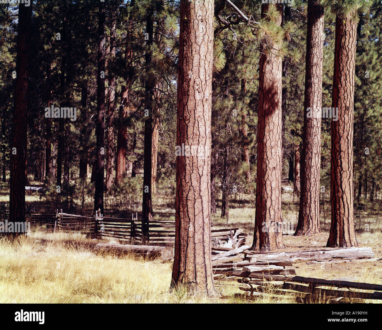 Ponderosa pine trees trunks hi-res stock photography and images - Alamy