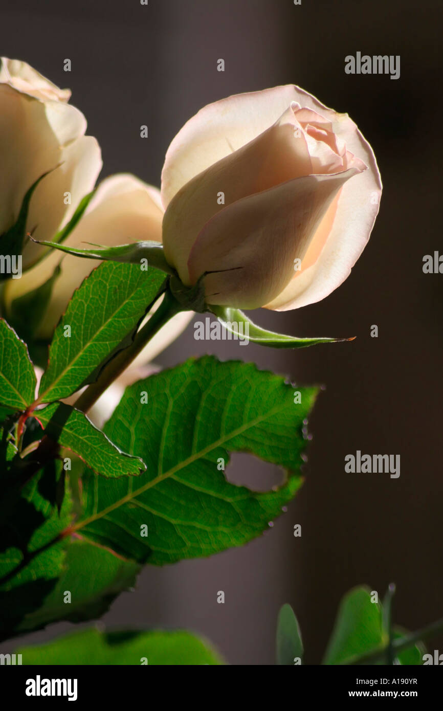 Backlit flower rose hi-res stock photography and images - Alamy
