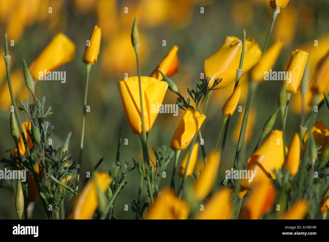 Mexican poppy field hi-res stock photography and images - Alamy