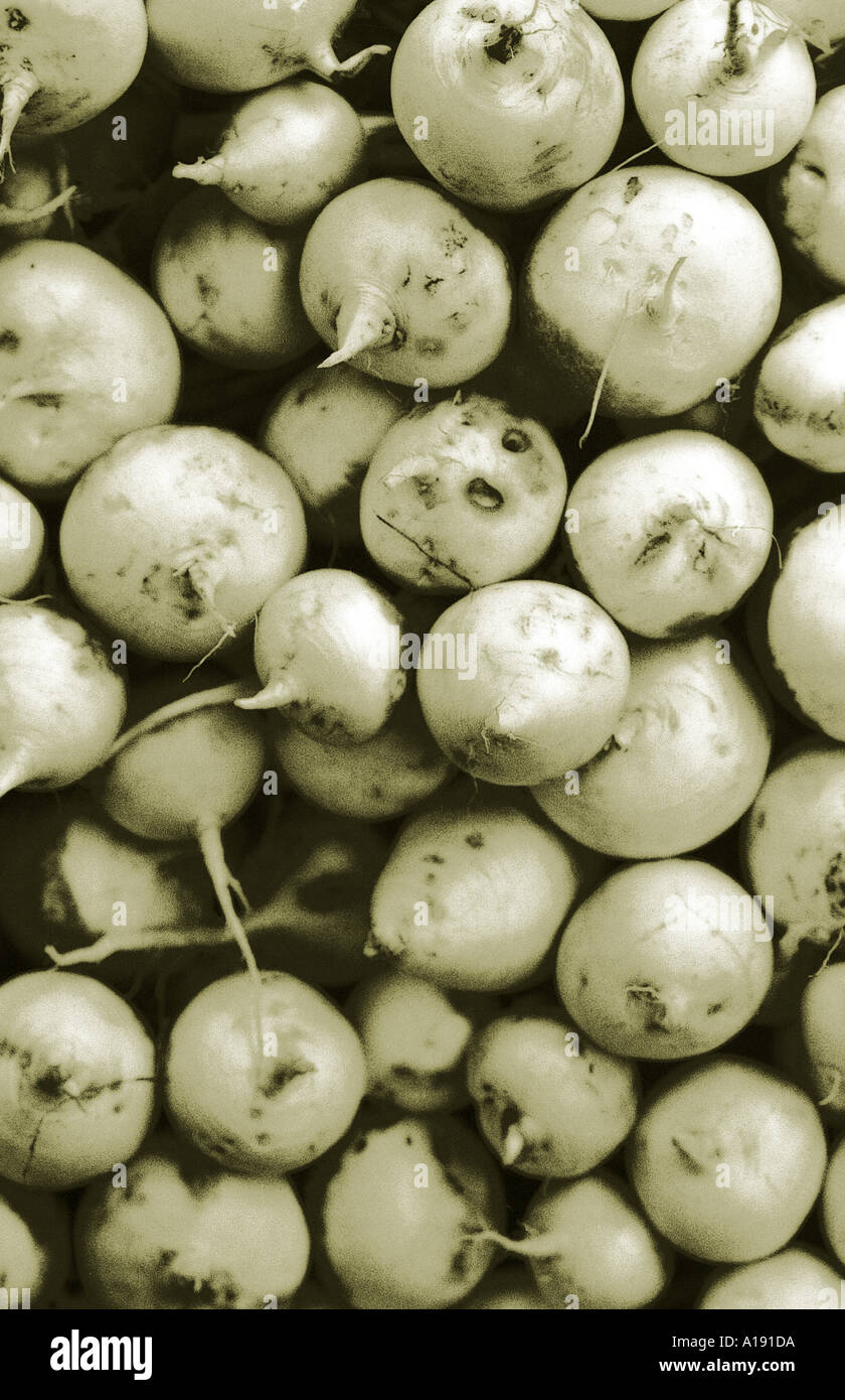 collection of turnips Stock Photo - Alamy