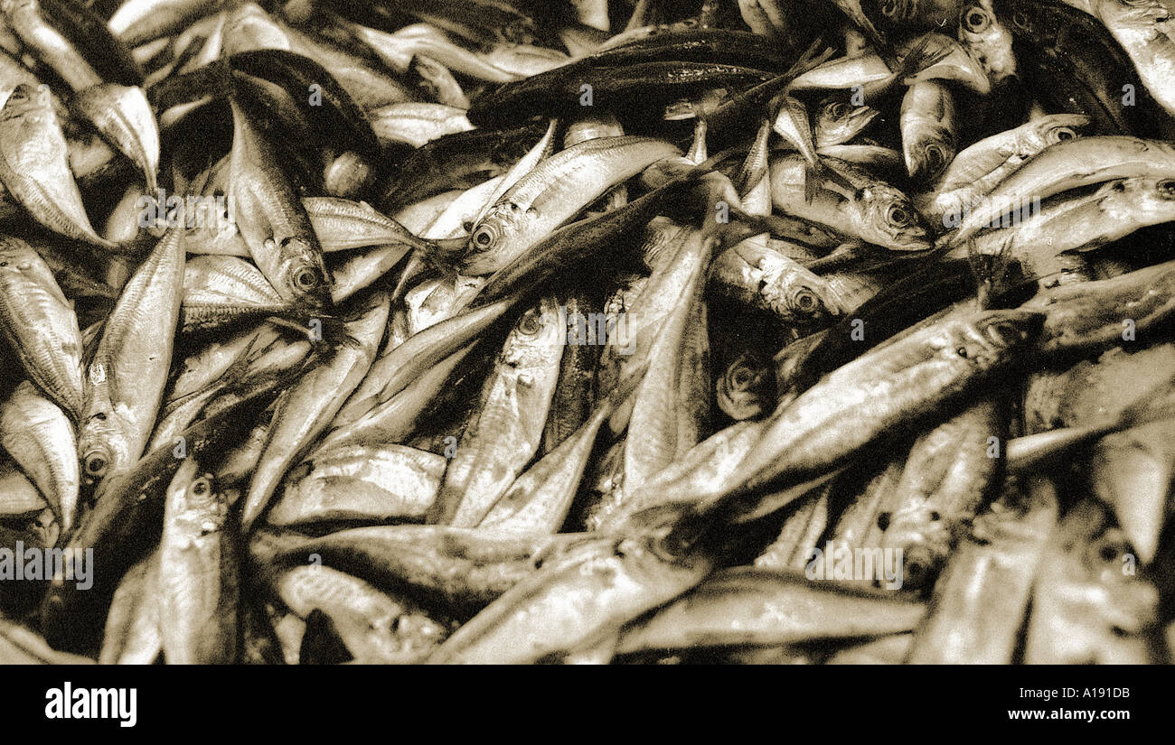 collection of fish Stock Photo - Alamy