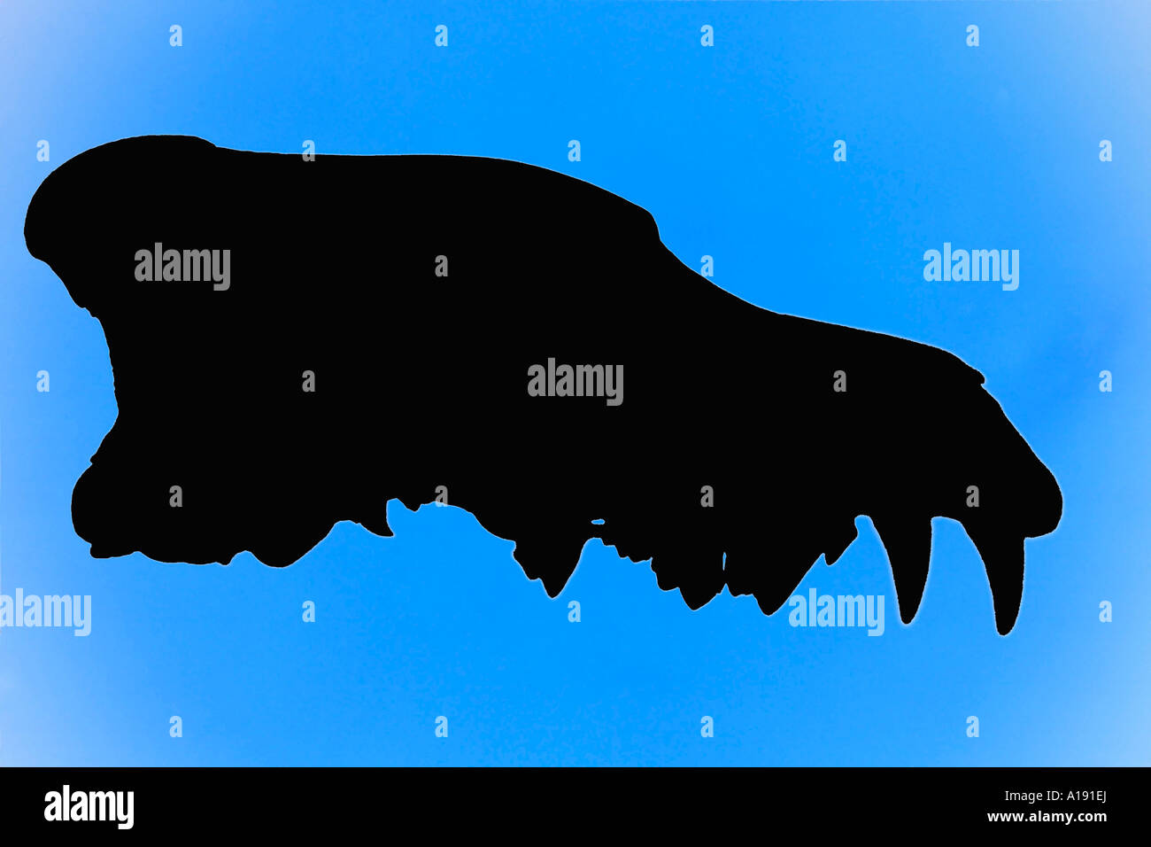 Dire wolf prehistoric hi-res stock photography and images - Alamy