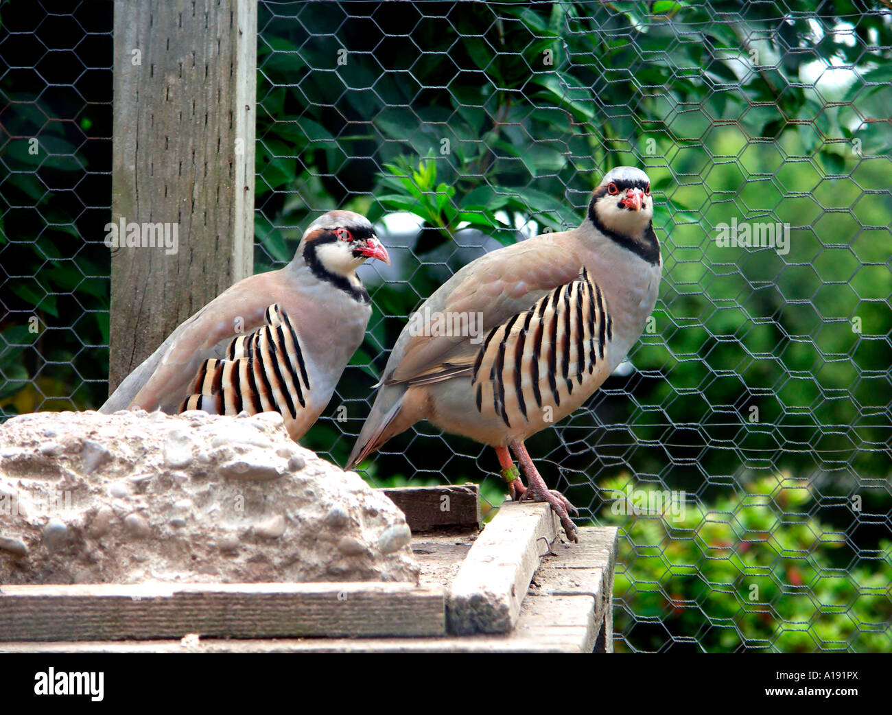 Alectoris chukar game bird partridge hi-res stock photography and ...