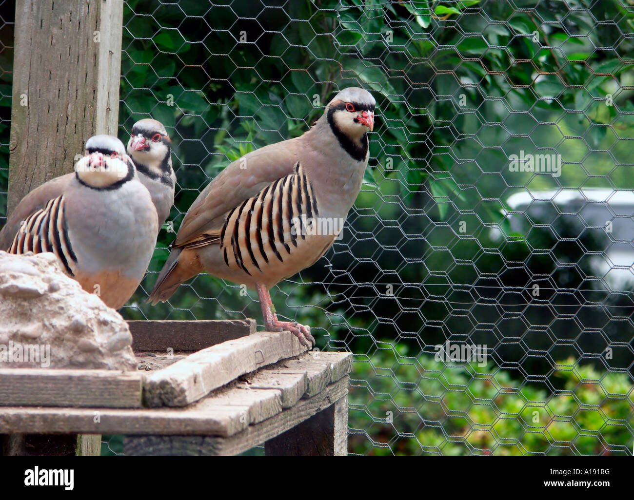Chukar partridge hunting hi-res stock photography and images - Alamy