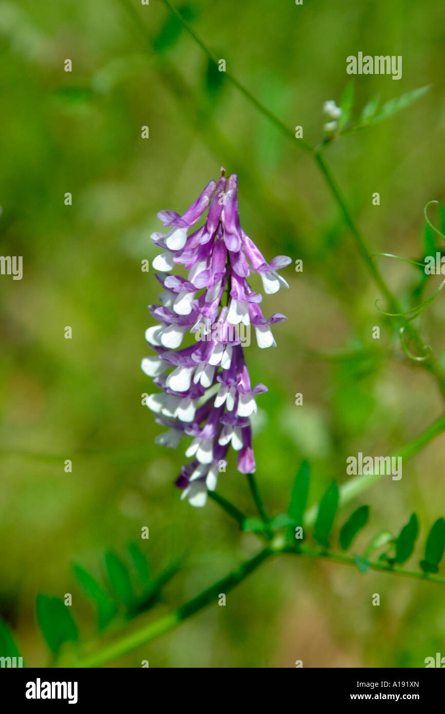 A spike of tiny wildflowers Vicia villosa winter vetch Stock Photo - Alamy