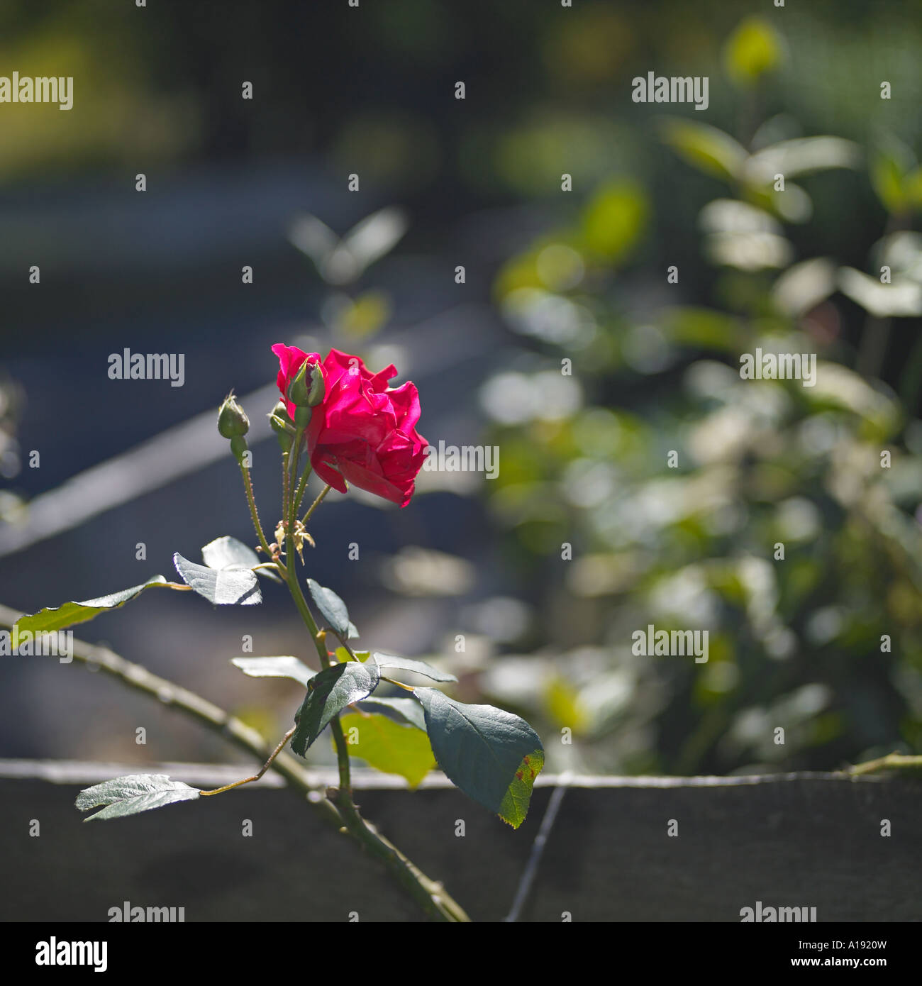Wild red rose in bloom Stock Photo - Alamy