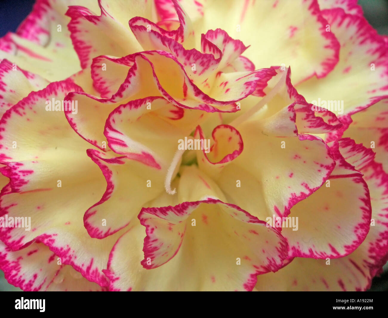 Picotee Carnation Dianthus Stock Photo - Alamy