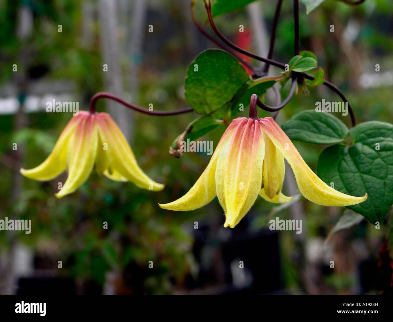Clematis Lemon Bells Stock Photo - Alamy