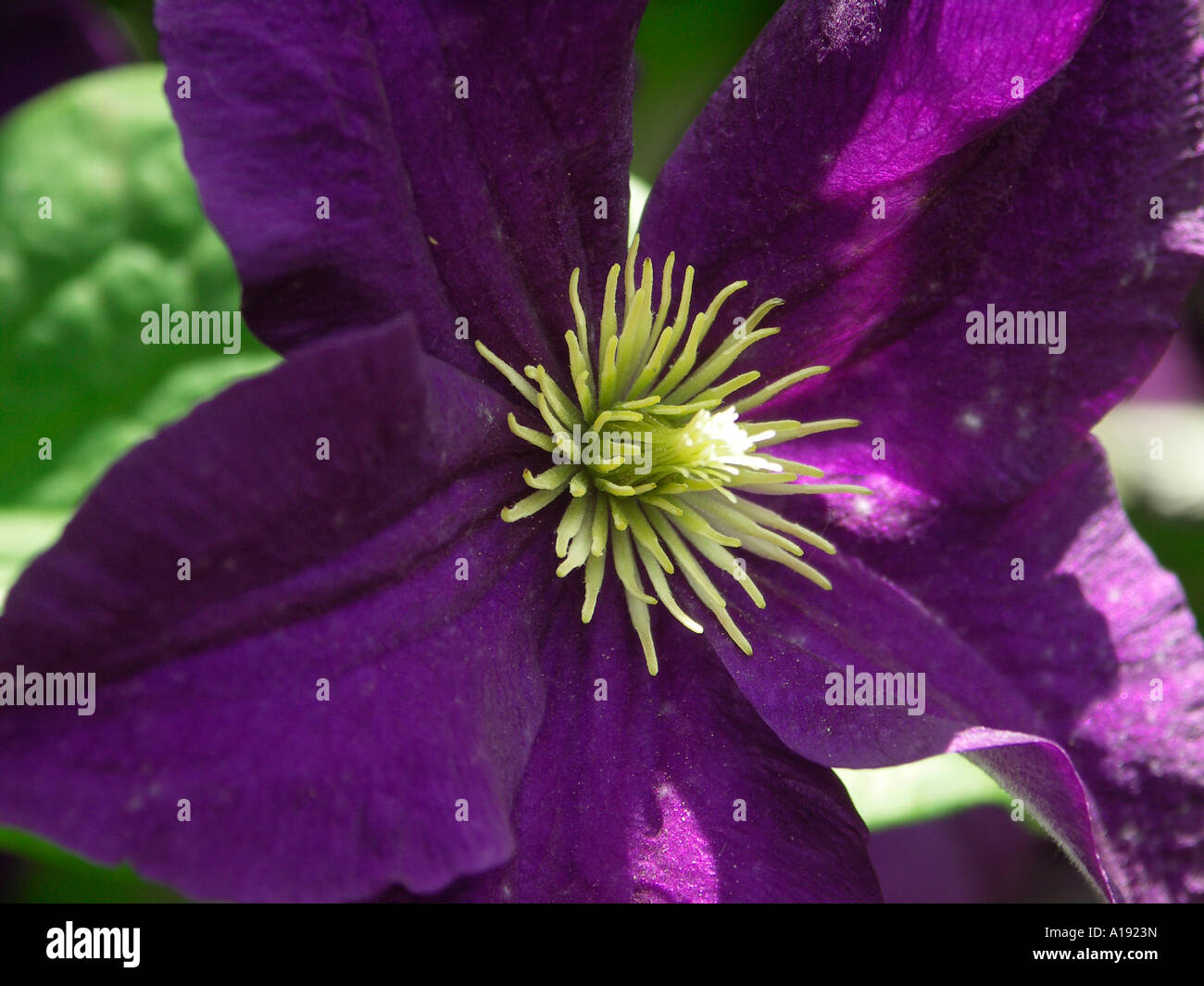 Jackmanii hi-res stock photography and images - Alamy