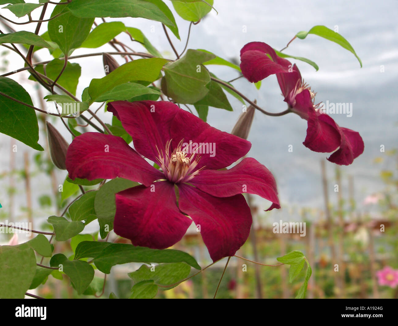 Clematis Rouge Cardinal Stock Photo - Alamy