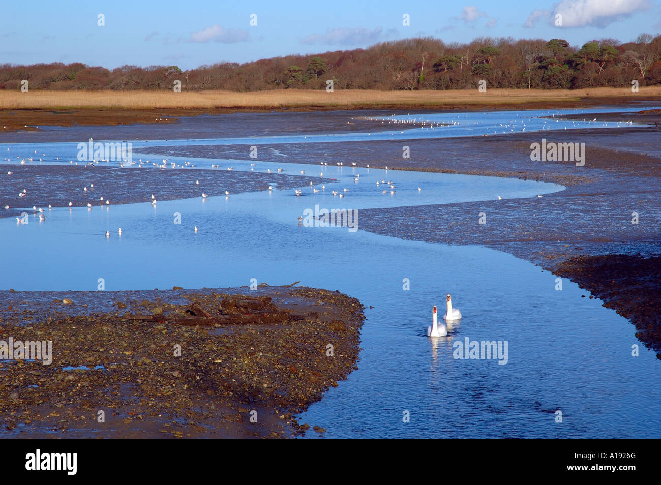 Freshwater wetlands hi-res stock photography and images - Alamy