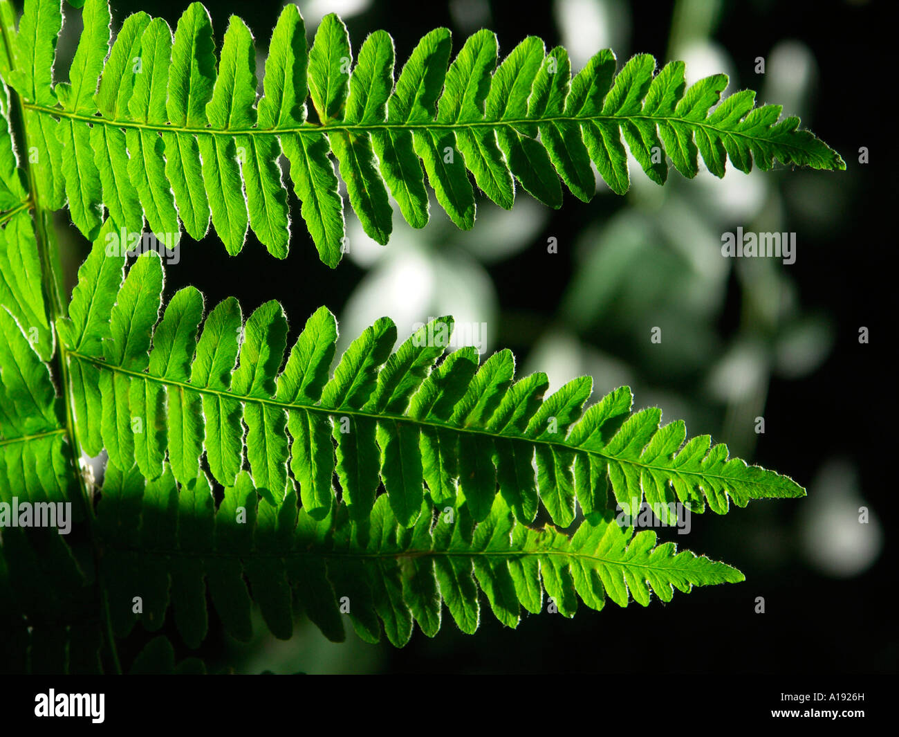Lady Fern Athyrium felix femina Stock Photo - Alamy