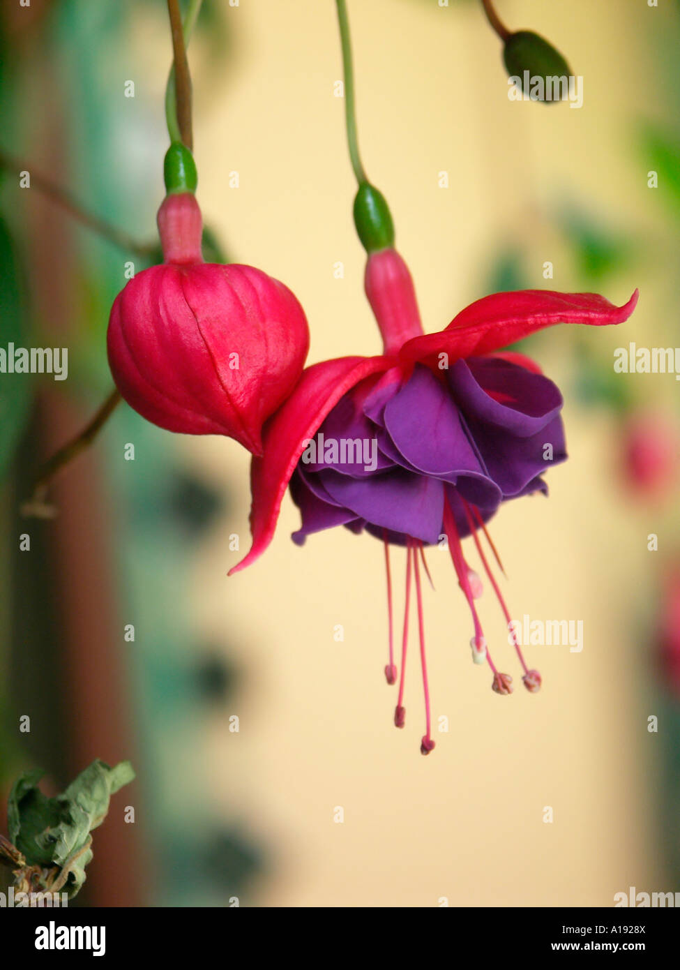 Trailing fuchsia hi-res stock photography and images - Alamy