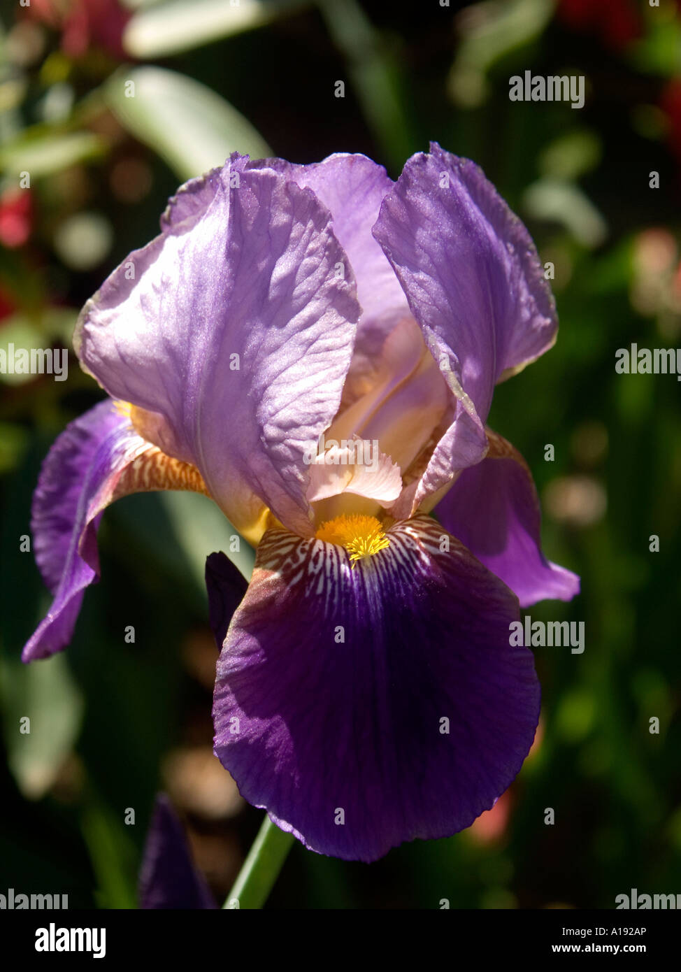 Lavender bearded Iris Stock Photo - Alamy