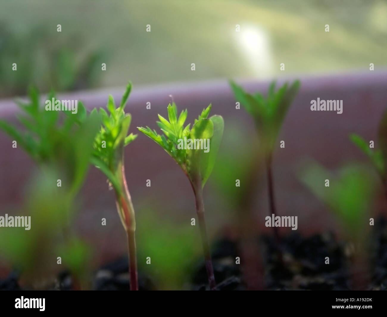 Marigold sprout hi-res stock photography and images - Alamy