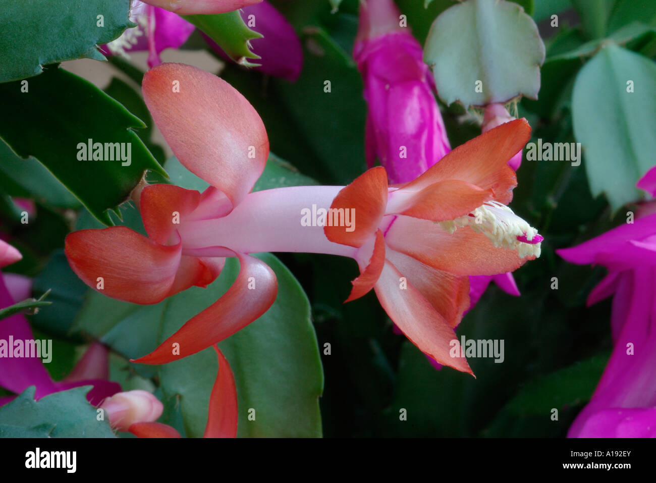 Zygocactus hi-res stock photography and images - Alamy