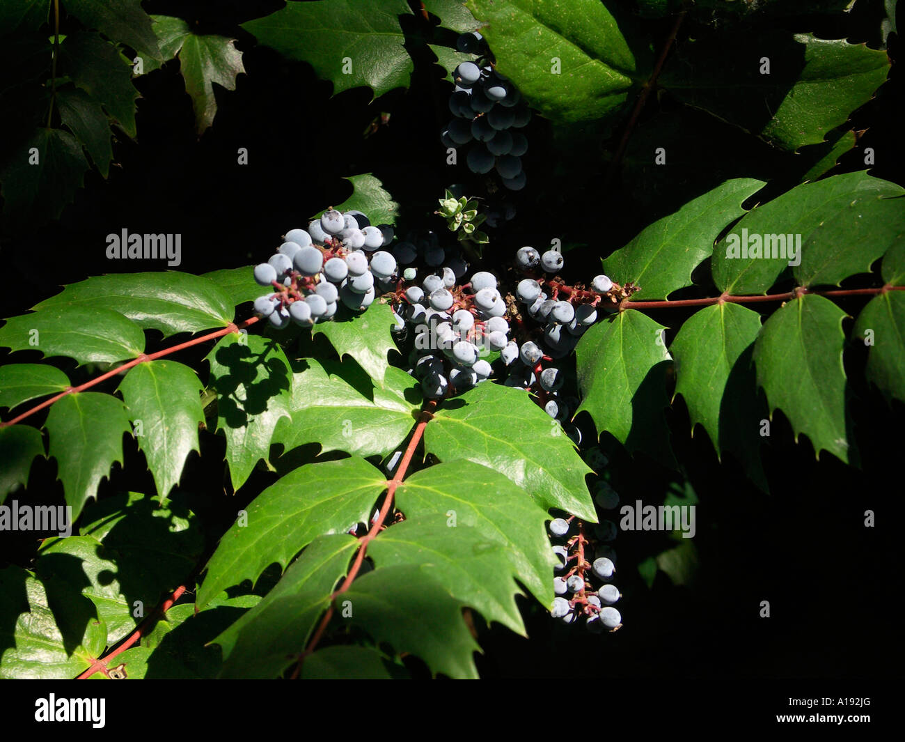 Oregon Grape Mahonia aquifolium Stock Photo - Alamy