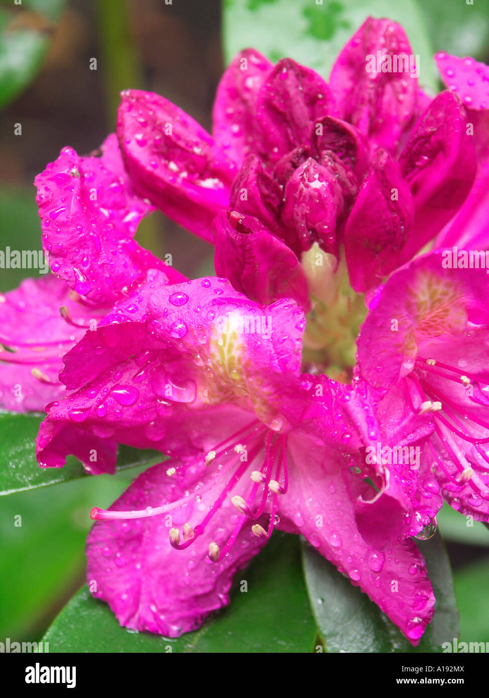 Bright pink Rhododendron flowers Stock Photo - Alamy