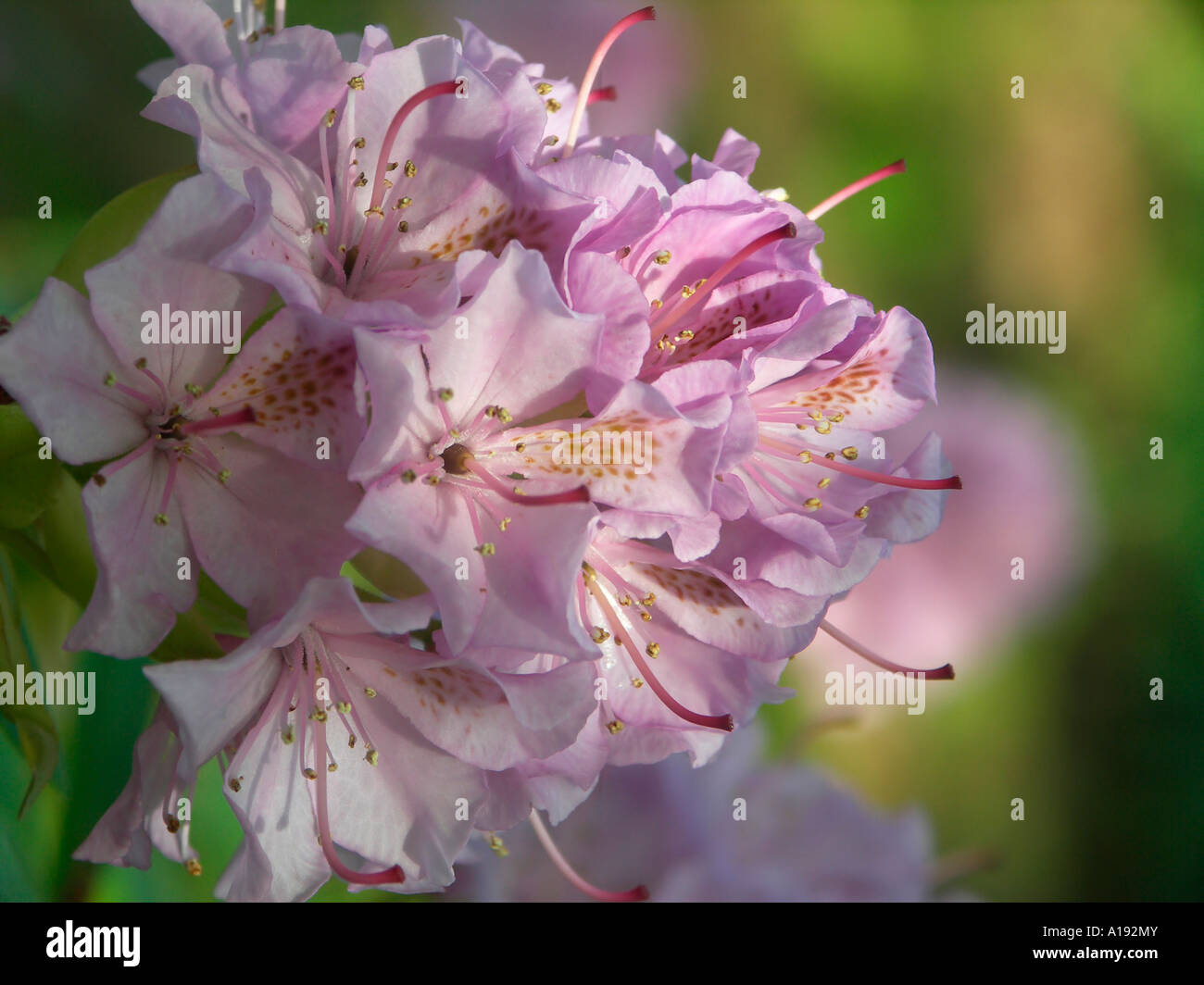 A light pink Rhododendron Stock Photo - Alamy
