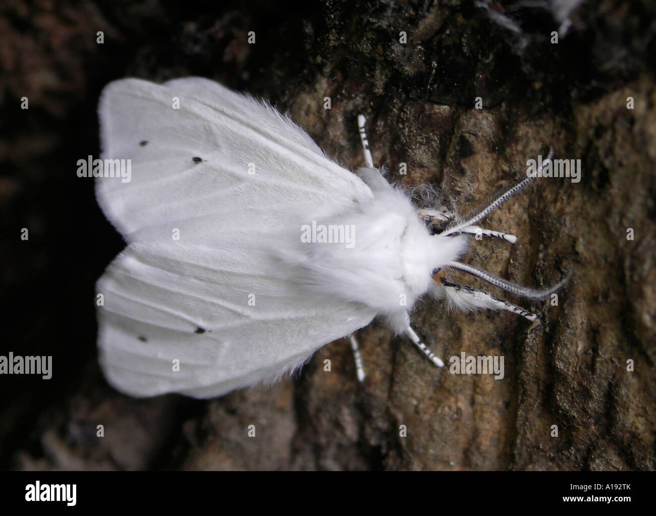 An adult Yellow Bear Moth Silosoma virginica Stock Photo - Alamy