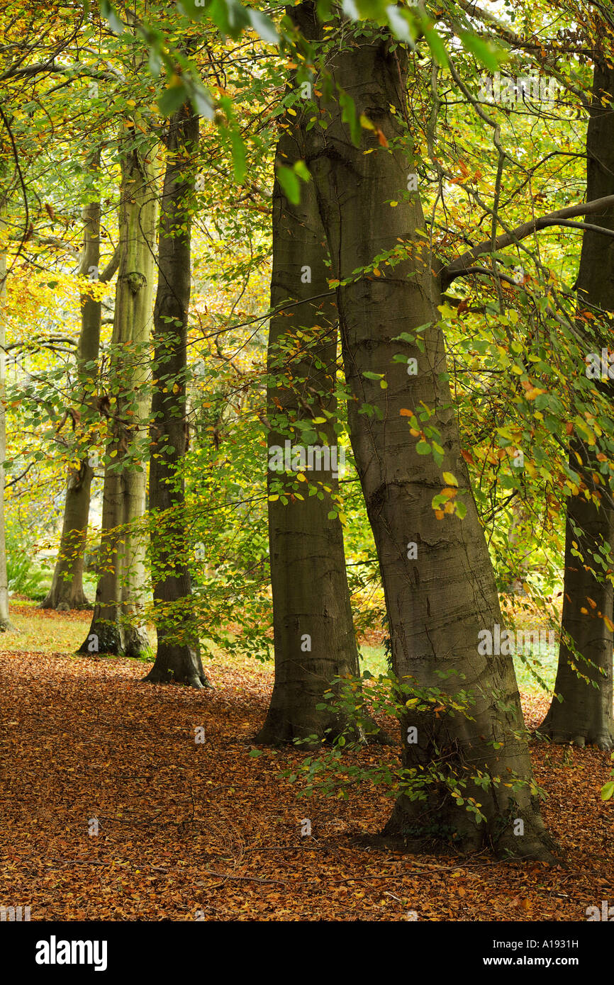 Thorp wood hi-res stock photography and images - Alamy