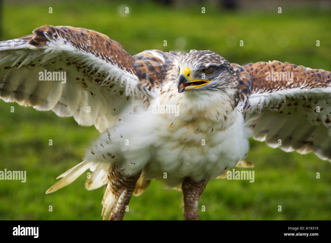 Bird prey thorp perrow hi-res stock photography and images - Alamy
