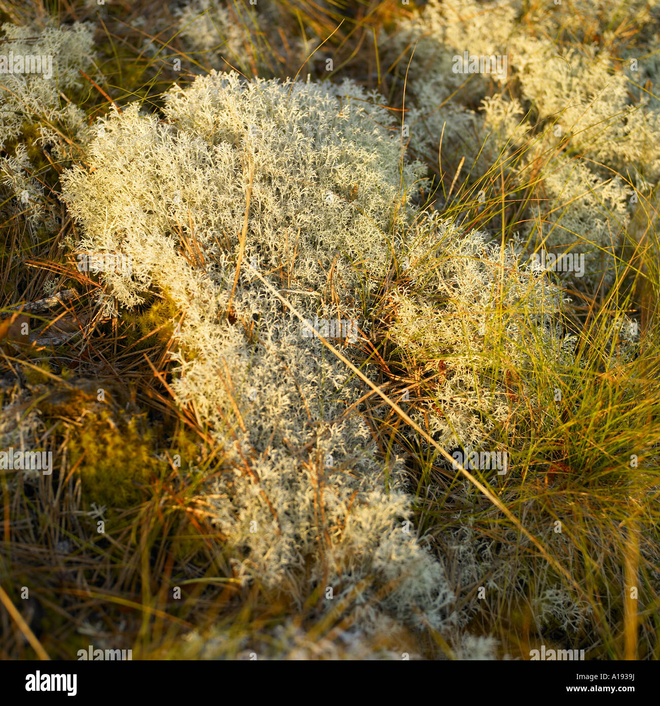 Caribou moss Stock Photo - Alamy