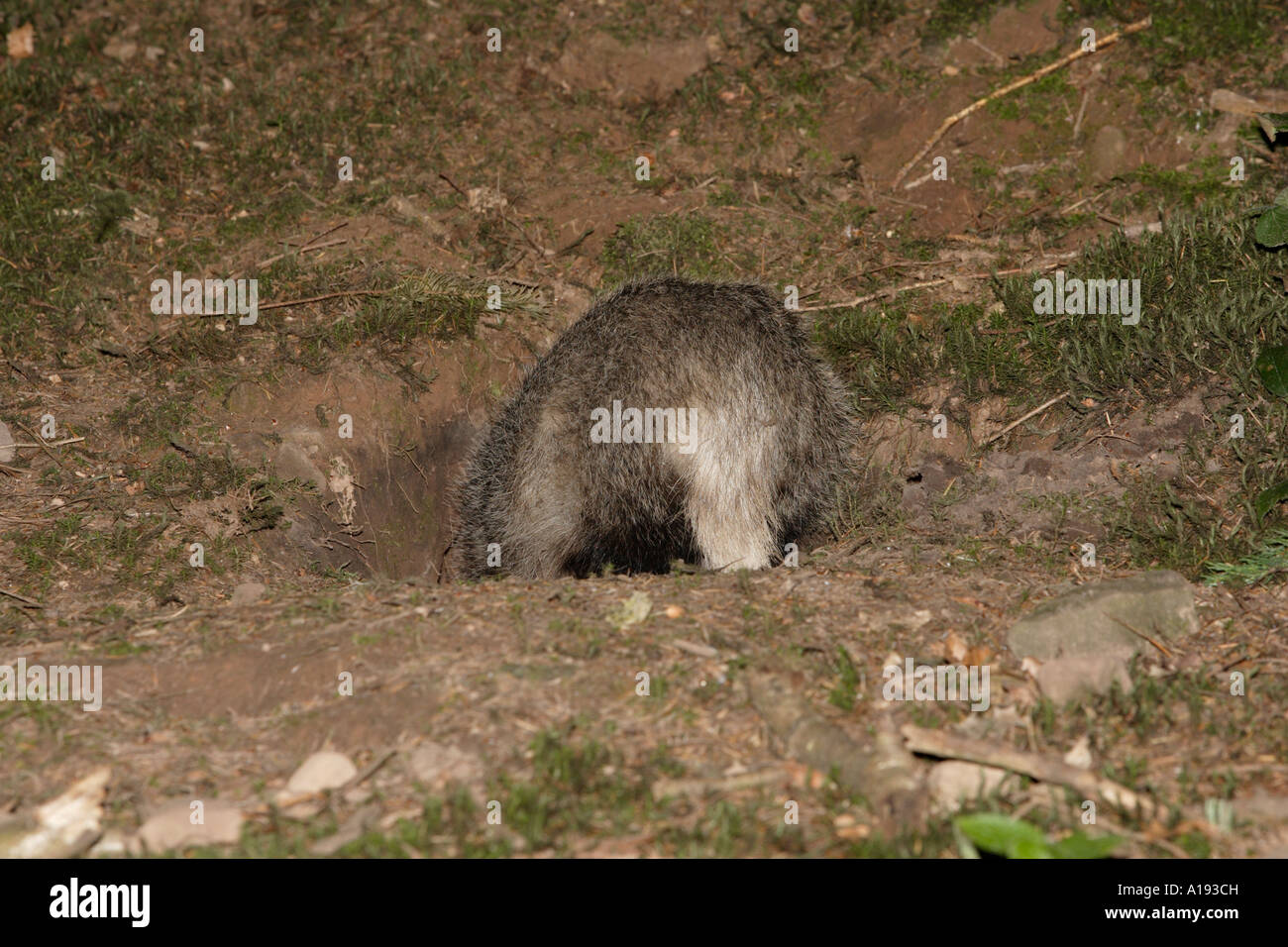 Badger disappearing down a hole in the Forest of Dean Stock Photo - Alamy