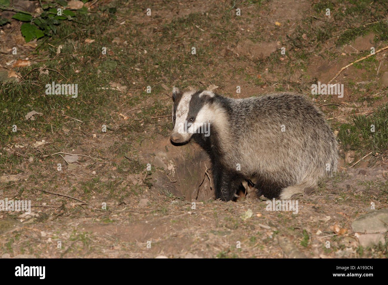 From the hole hi-res stock photography and images - Alamy