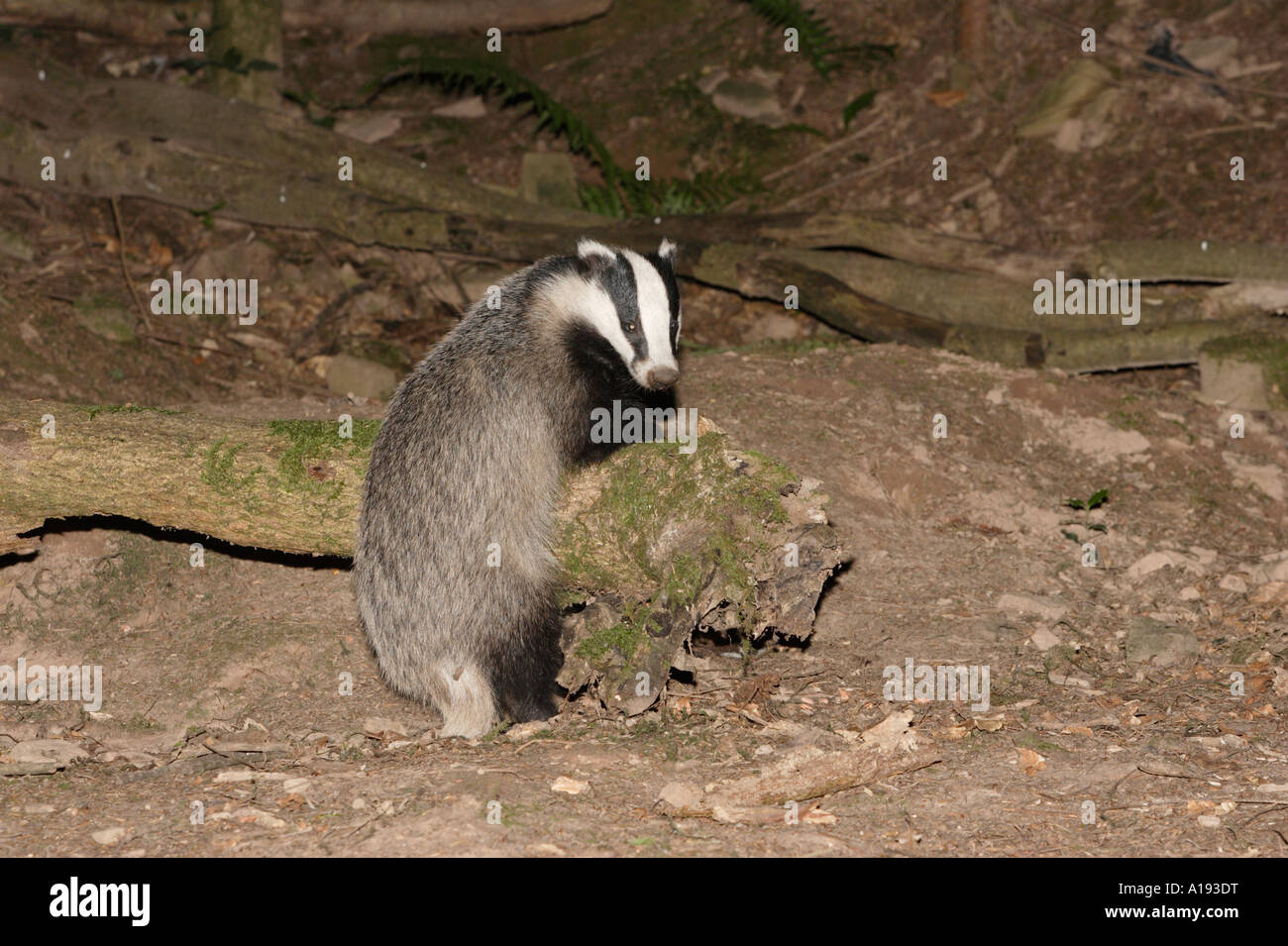 Badger foraging in the Forest of Dean 1 Stock Photo - Alamy