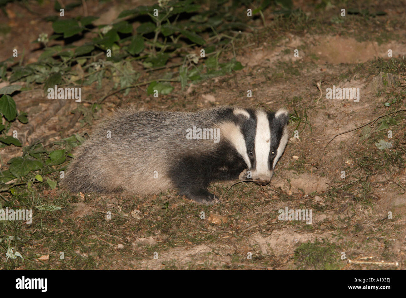 Badger foraging in the Forest of Dean 3 Stock Photo - Alamy