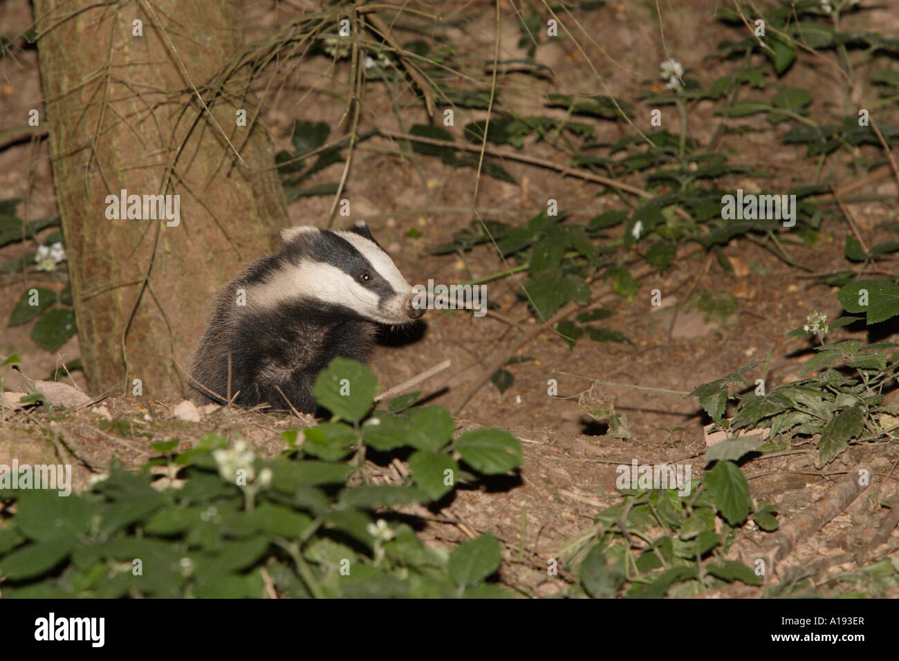 Foraging in forest of dean hi-res stock photography and images - Alamy