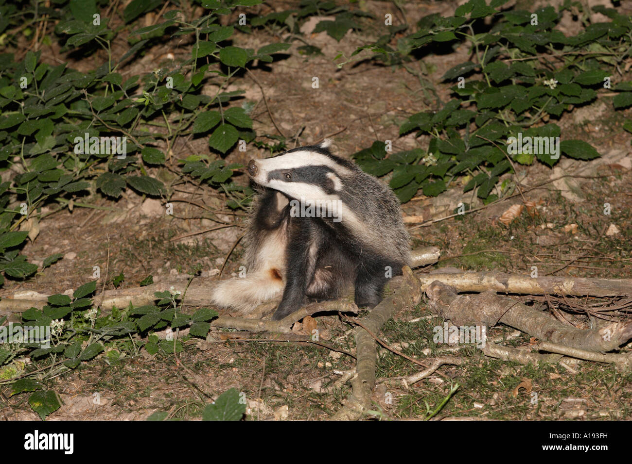 Badger scratching in the Forest of Dean Stock Photo - Alamy
