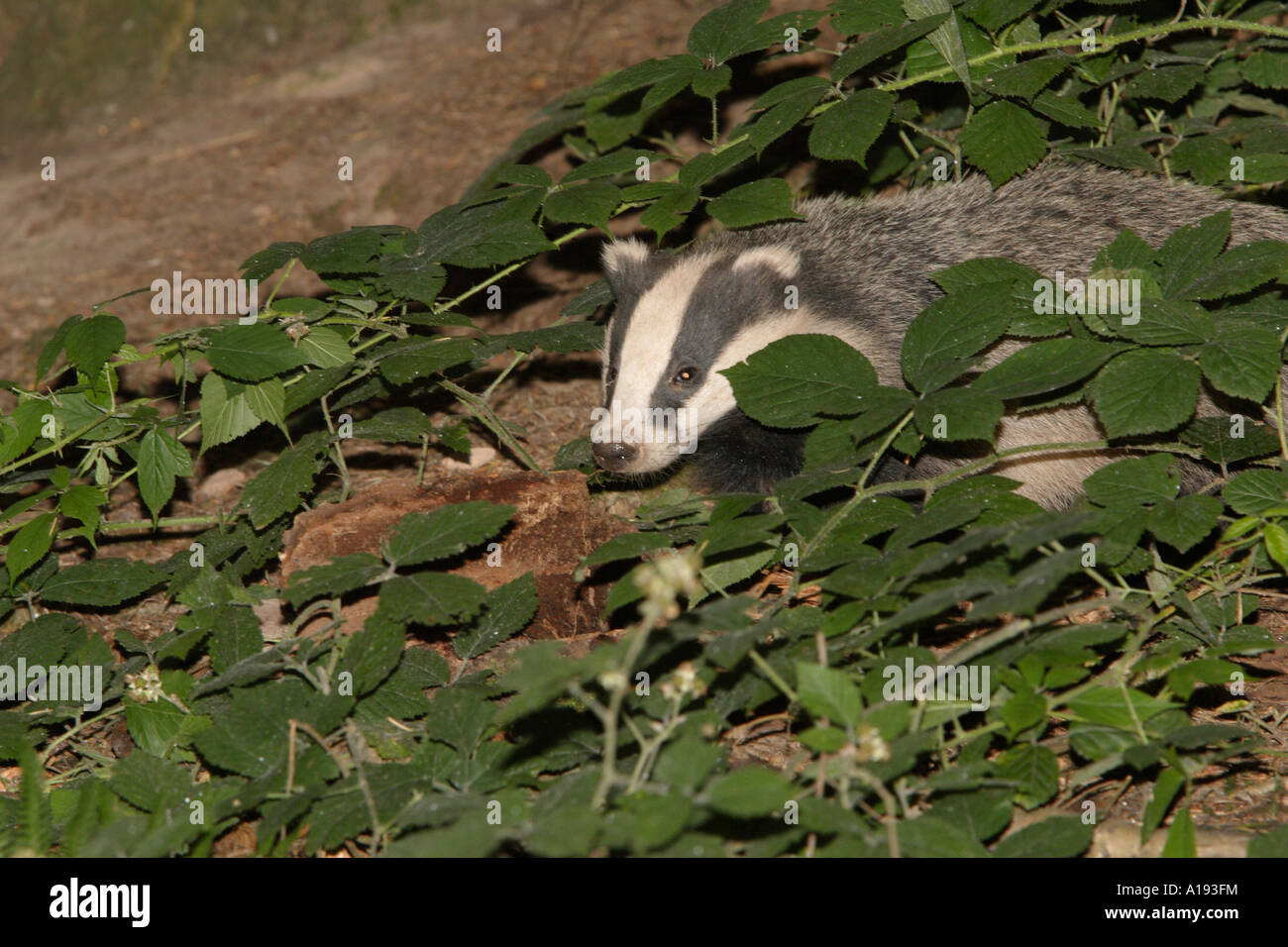 Foraging in forest of dean hi-res stock photography and images - Alamy