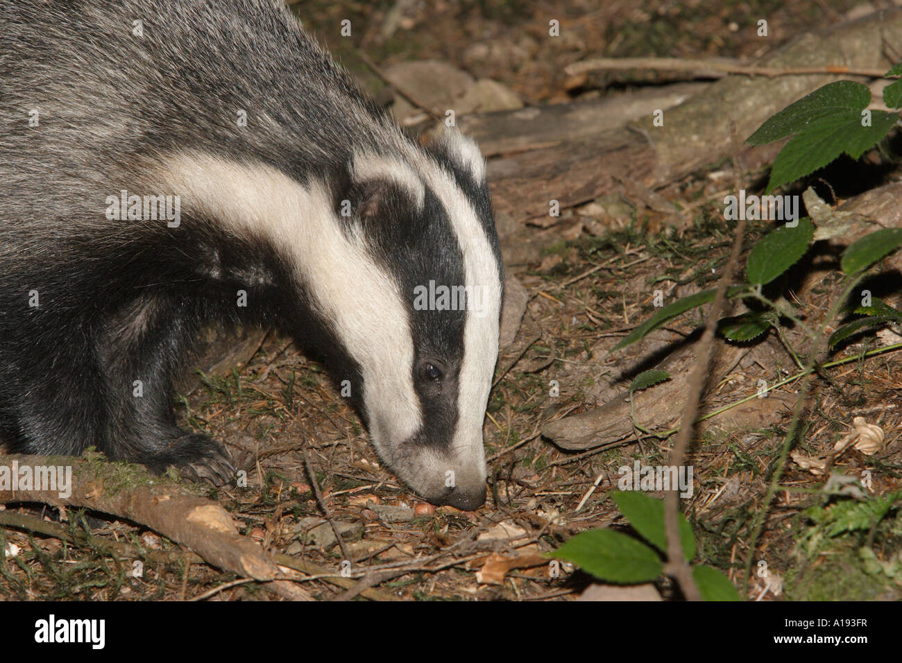 Badger eating peanuts hi-res stock photography and images - Alamy