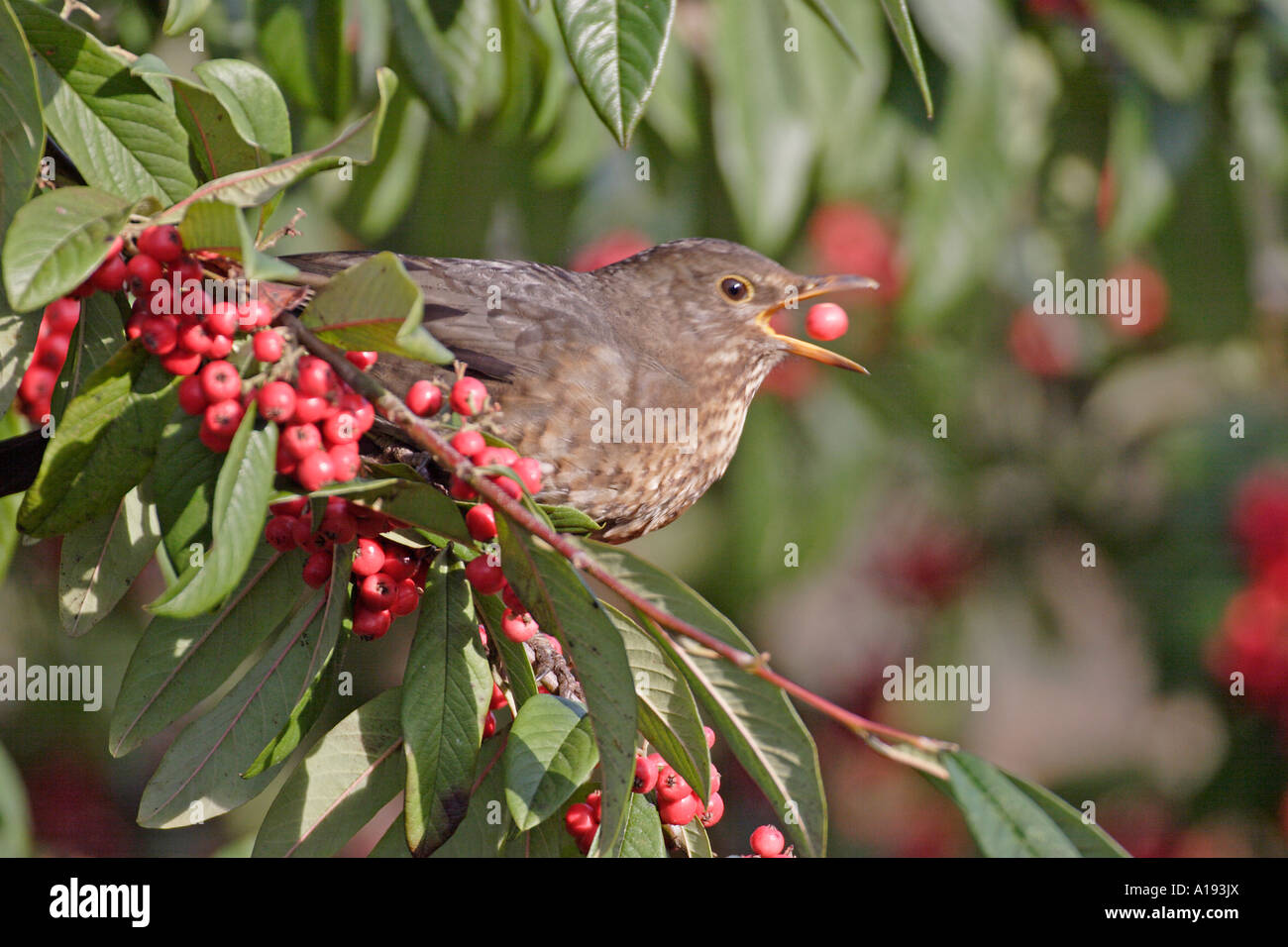 Female Blackbird eating berries Stock Photo - Alamy