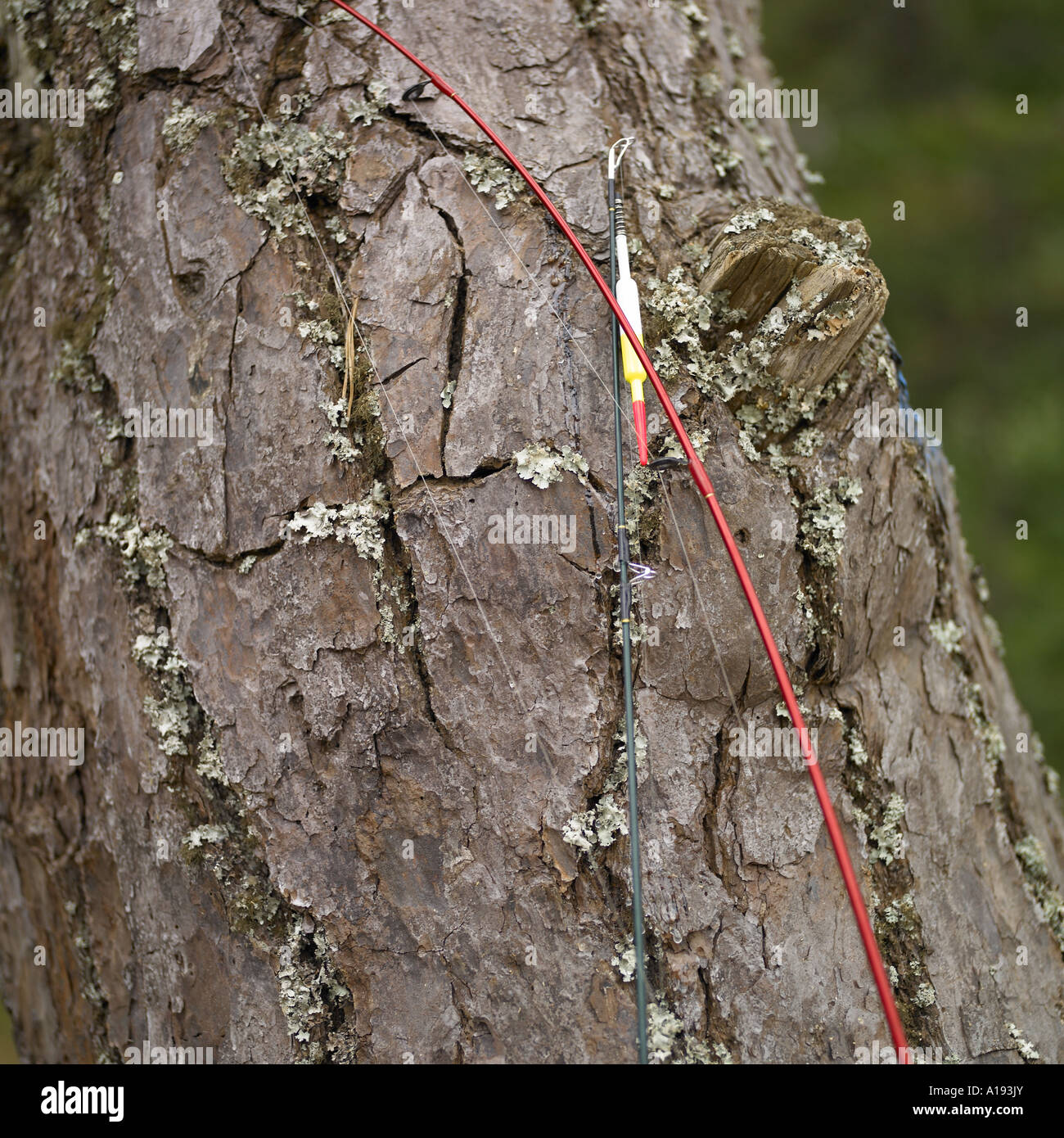 Fishing rods leaning against a tree Stock Photo - Alamy