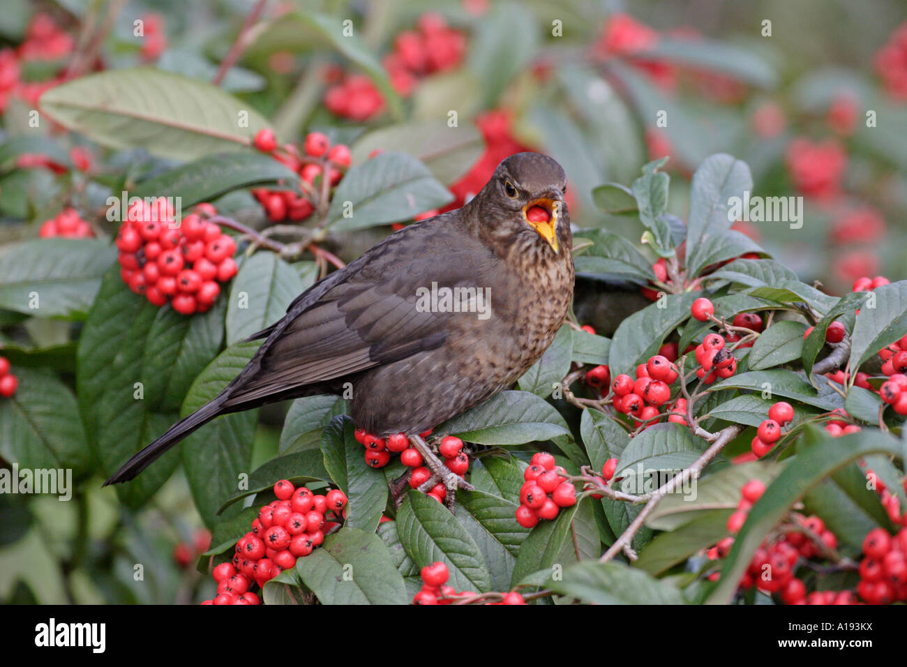 Female Blackbird eating berries Stock Photo - Alamy