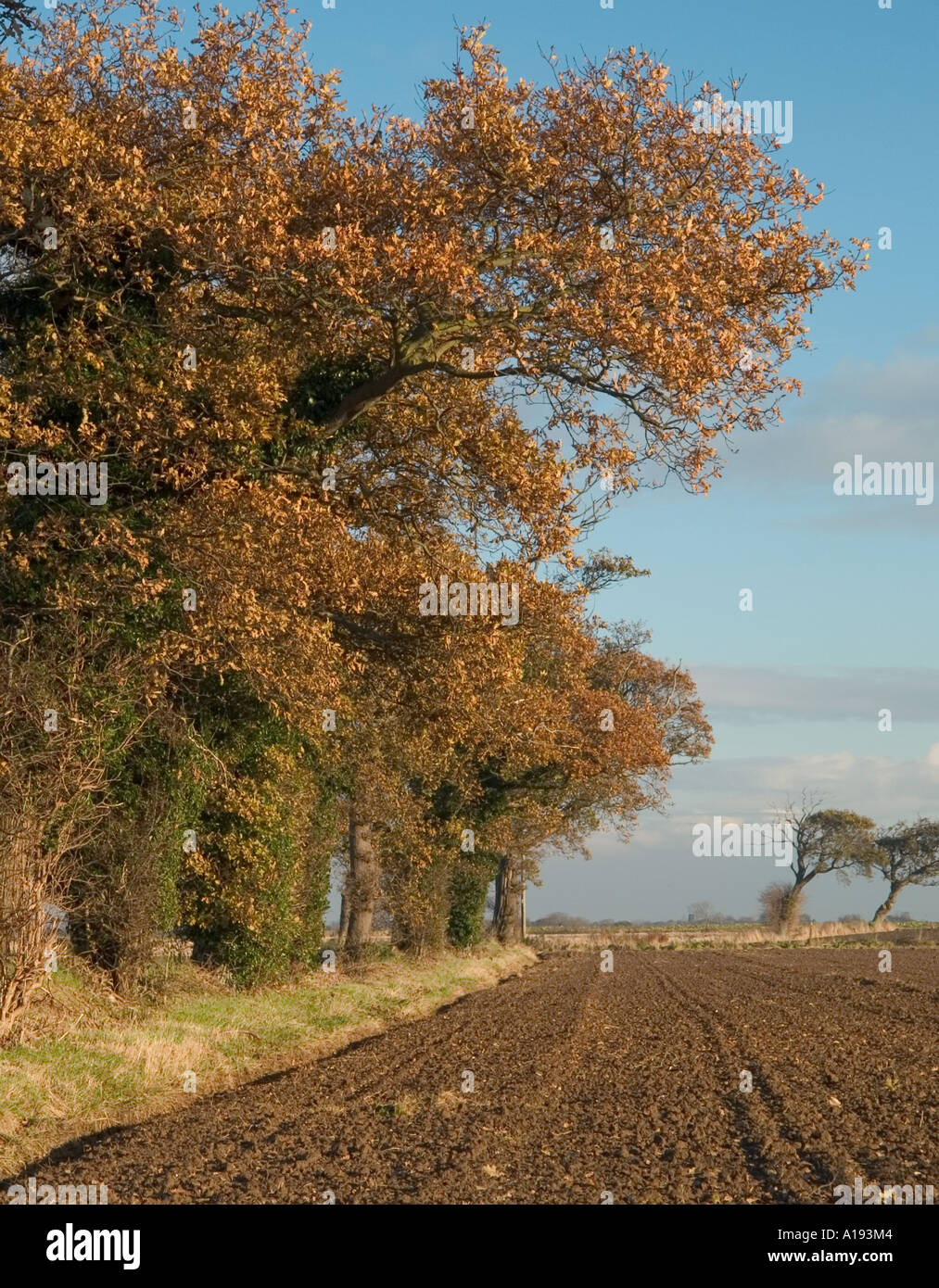 AUTUMN SCENE OF PLOUGHED FIELD WITH TREES NEAR INGHAM, NORFOLK, EAST ...