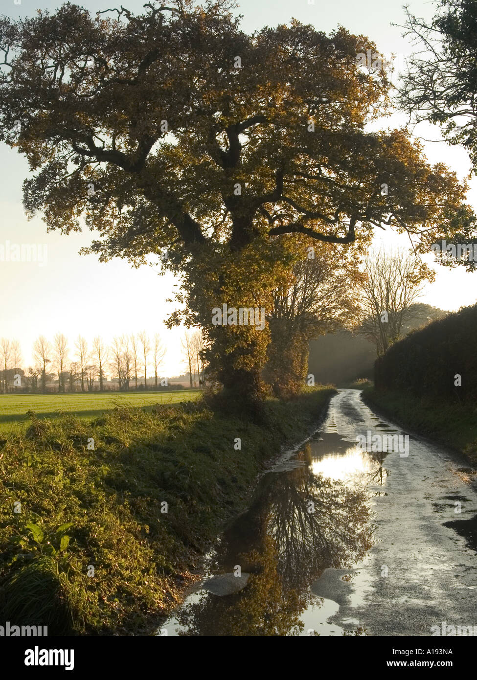 AUTUMN SCENE OF COUNTRY LANE WITH TREES NEAR INGHAM, NORFOLK, EAST ...