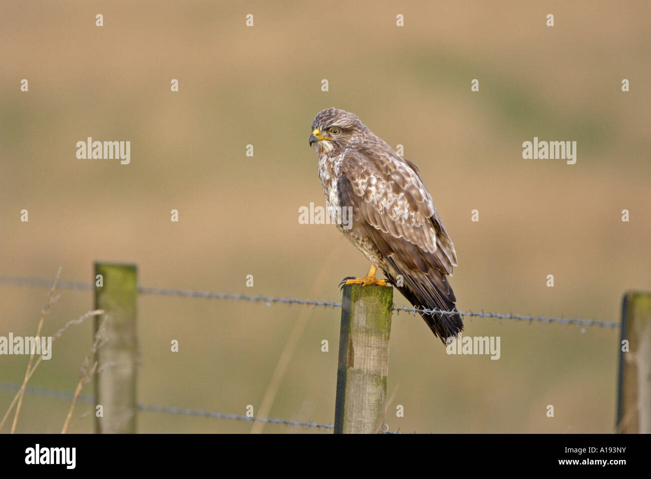 Buzzard on fence hi-res stock photography and images - Alamy